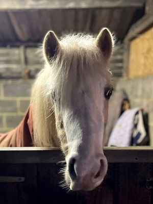 Horses and Ponies | Wapley Stables