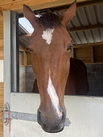 Horses and Ponies | Wapley Stables