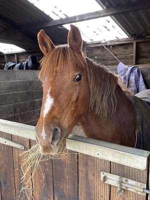 Horses and Ponies | Wapley Stables