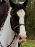 Horses and Ponies | Wapley Stables