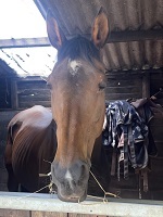 Horses and Ponies | Wapley Stables