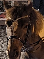 Horses and Ponies | Wapley Stables