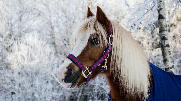 Events | Wapley Stables